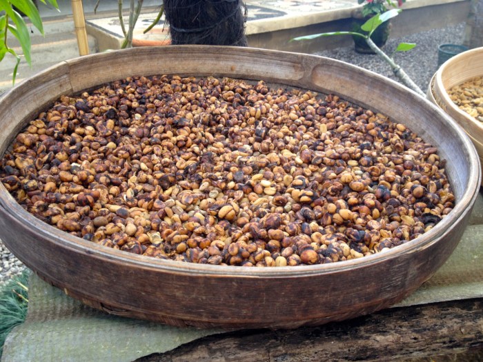 World’s Best “Weasel” Coffee! Bring On The Kopi Luwak! Yes, It’s “Poop ...