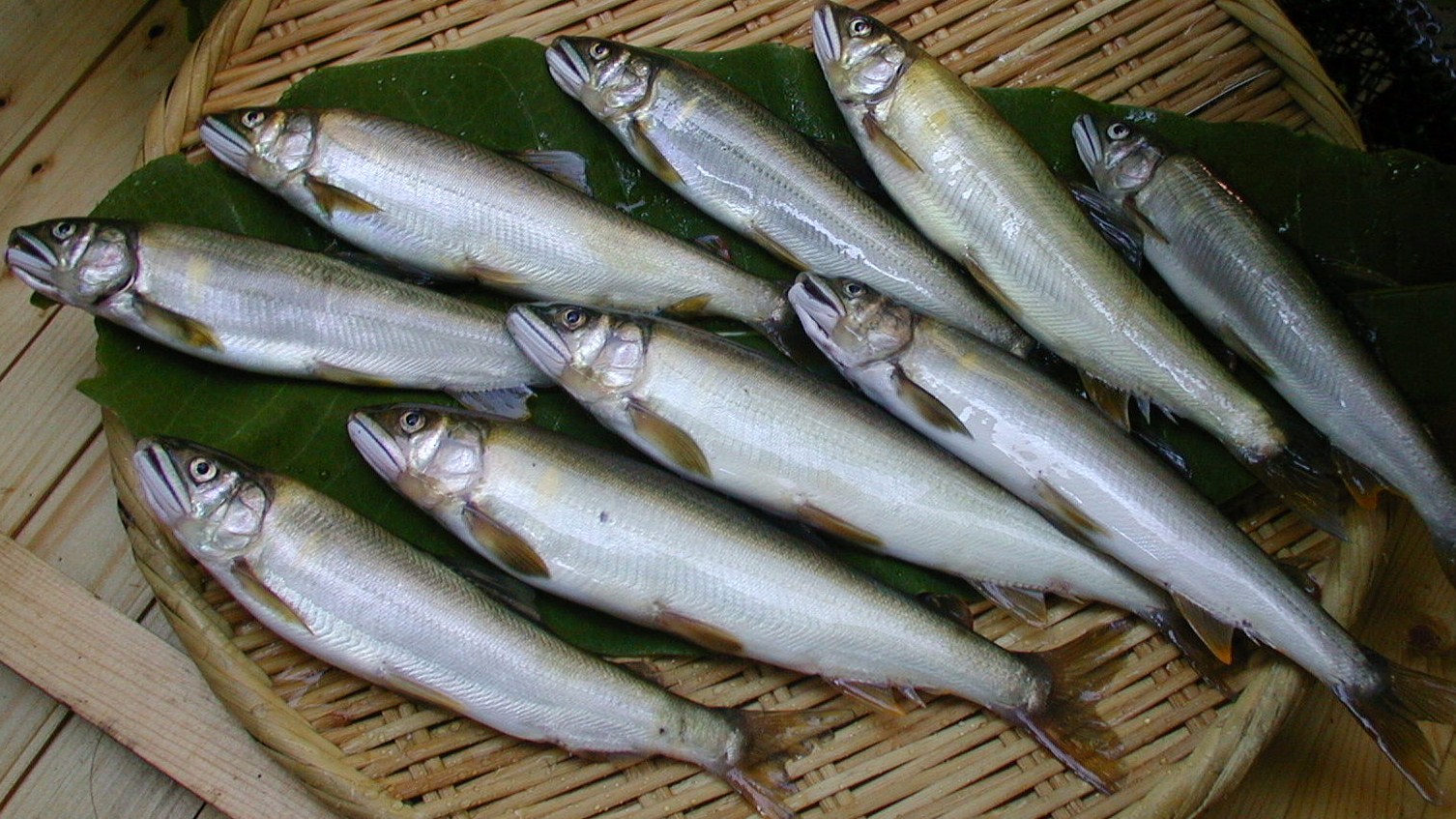 Japan’s Delicious “Ayu” Grilled Fish! Our Ginza Kojyu Three Michelin ...