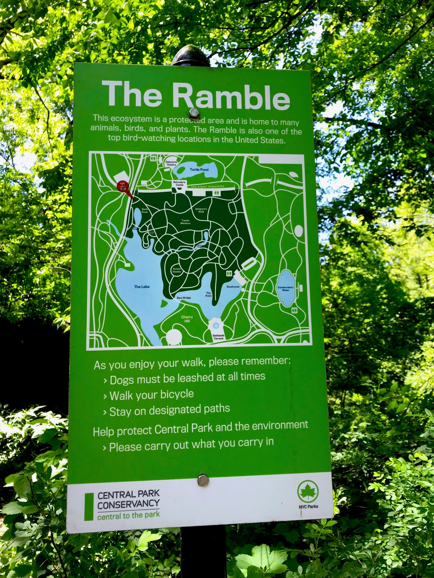 “Hitch Hiking” 196 Blocks Through New York’s Central Park! Peering Into ...