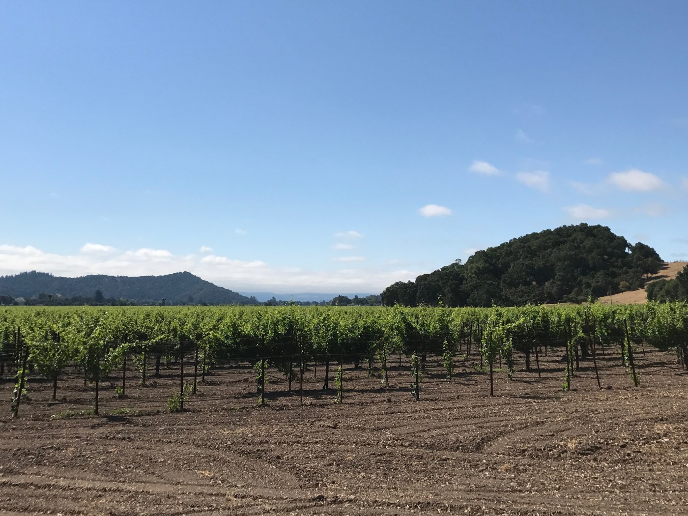 “Hitch Hiking” #3! Yountville California! Napa Valley’s Gorgeous Wine ...