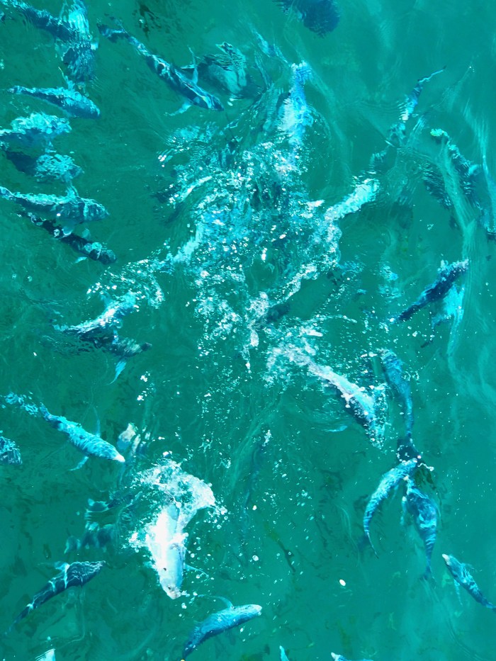 #Wanderlust! A Fish Feeding Frenzy In Cabo! Snorkeling With The World’s ...