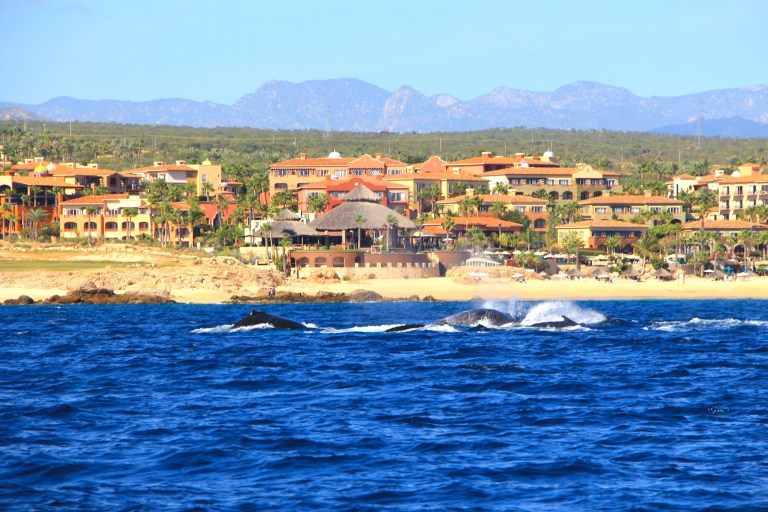 Incredible Humpback Whale Encounter In Cabo! Video Of Eight Whales ...