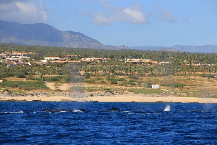 Incredible Humpback Whale Encounter In Cabo! Video Of Eight Whales ...
