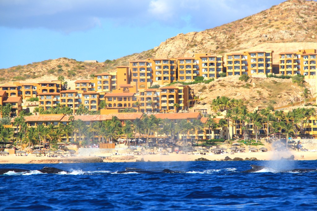 Incredible Humpback Whale Encounter In Cabo! Video Of Eight Whales ...