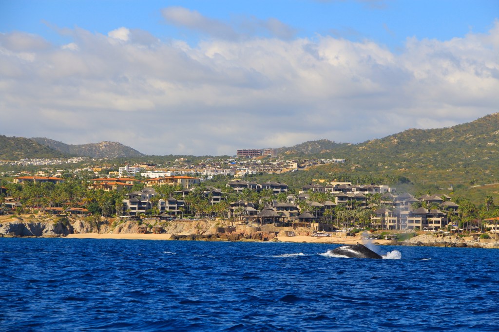 Incredible Humpback Whale Encounter In Cabo! Video Of Eight Whales ...