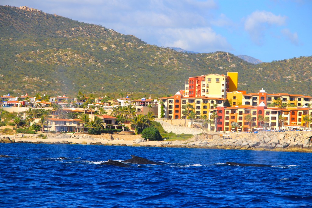 Incredible Humpback Whale Encounter In Cabo! Video Of Eight Whales ...