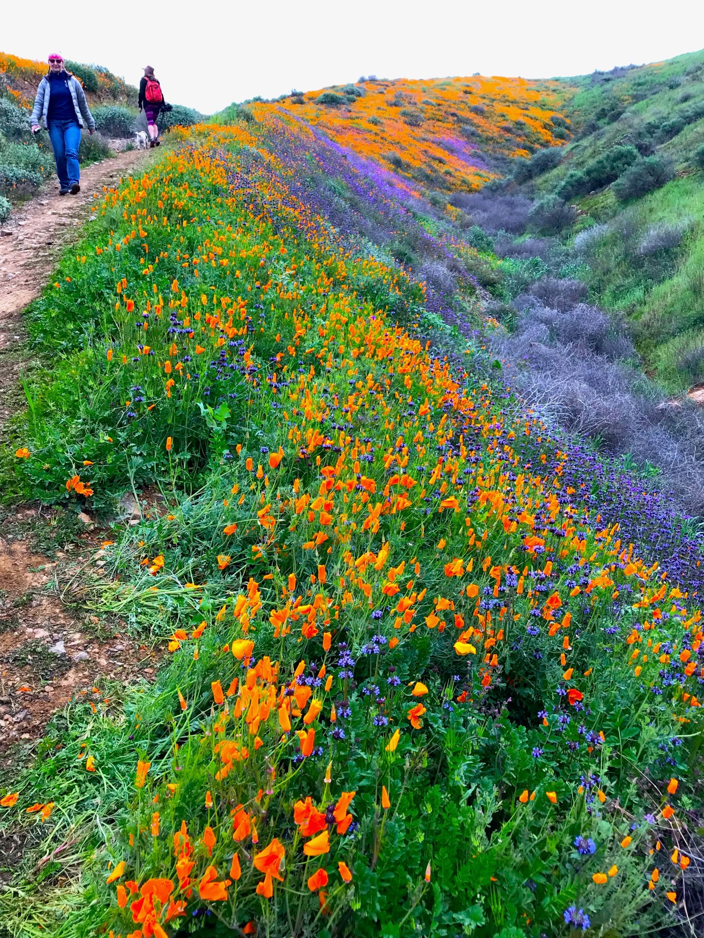 Southern California’s Incredible “Super Bloom”! Here’s Where You Can ...