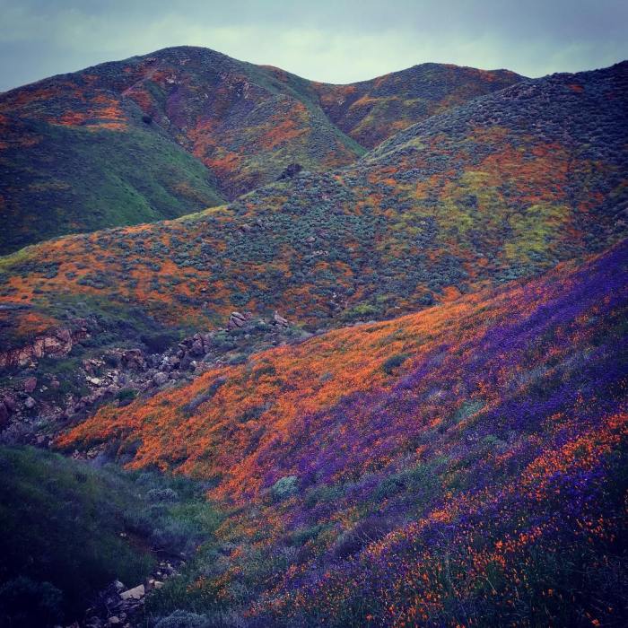 Behold The “Super Bloom!” The “Best Of 2019” Has Mother Nature Showing ...