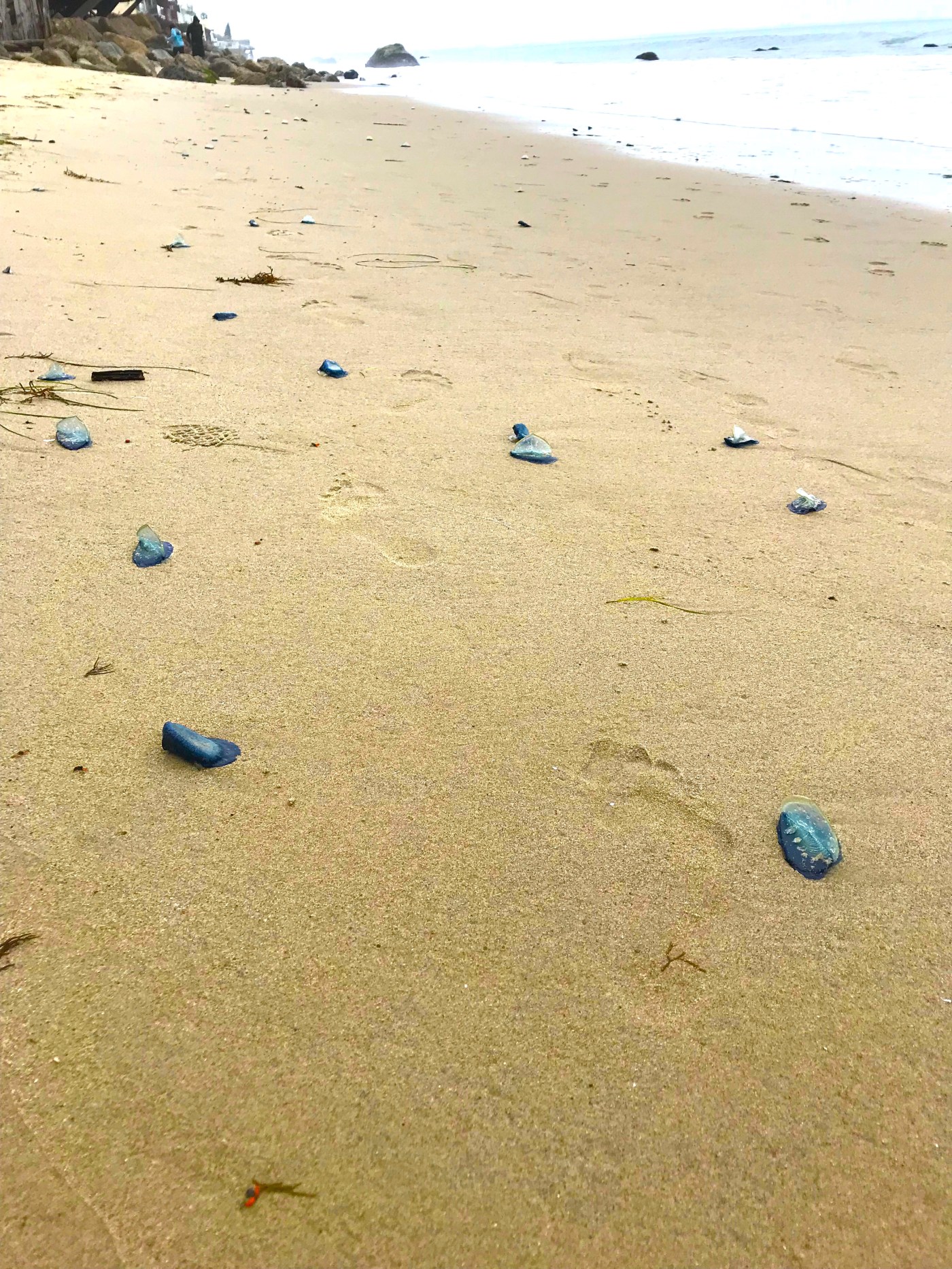 Wild Blue Jellyfish Invade Malibu! These Unique “By-The Wind” Sailors ...
