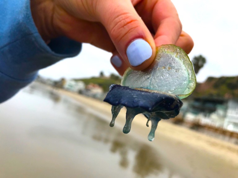 A Horrific Natural Disaster Up Close: The Beach Houses Of Pacific Coast ...