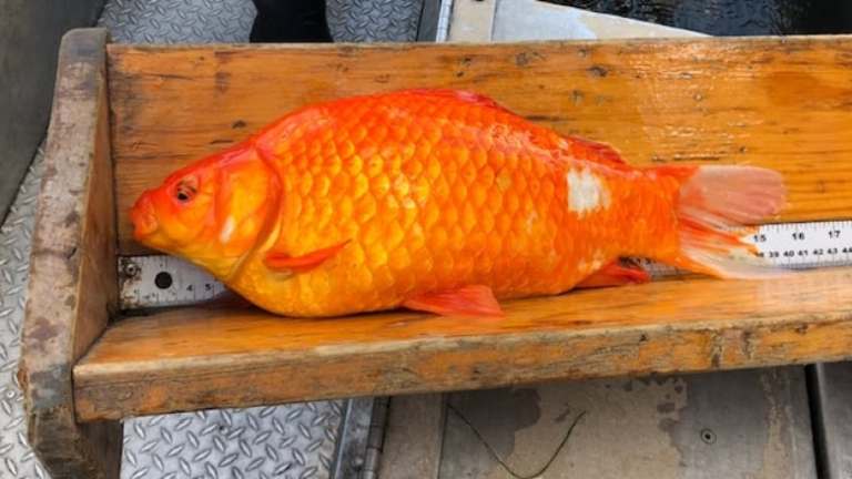 Giant Goldfish Invade The Great Lakes! “What The Friday!?!?!” From ...