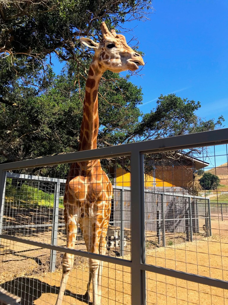 I Love Hummingbirds! Here’s My Hummingbird Courtship Video! Five Things ...