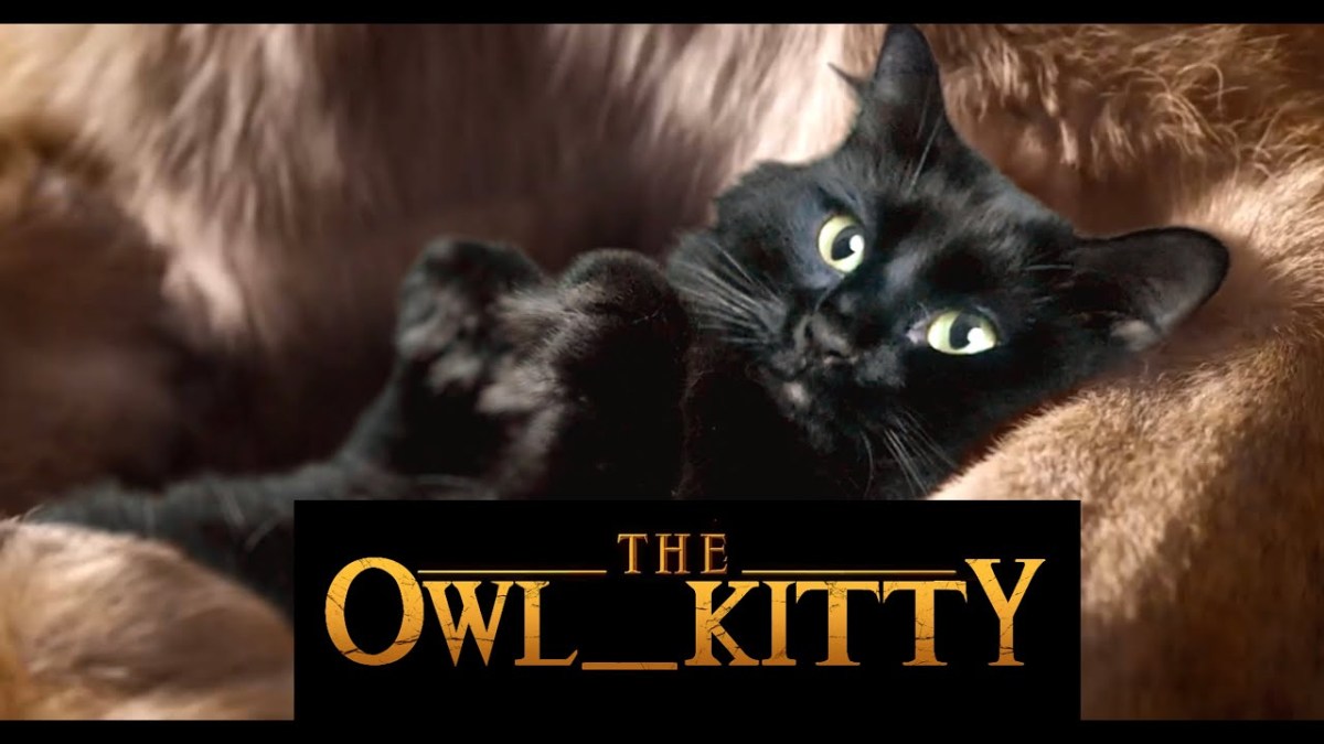 “Owl Kitty” Stars In “The Lion King!” This Kitty’s Been Hilariously Cut ...