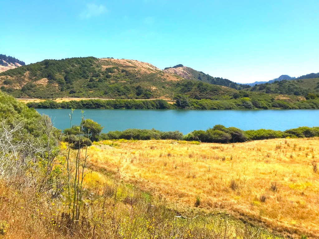 A Pacific Ocean Harbor Seal Sanctuary! Welcome To Goat Rock And The ...