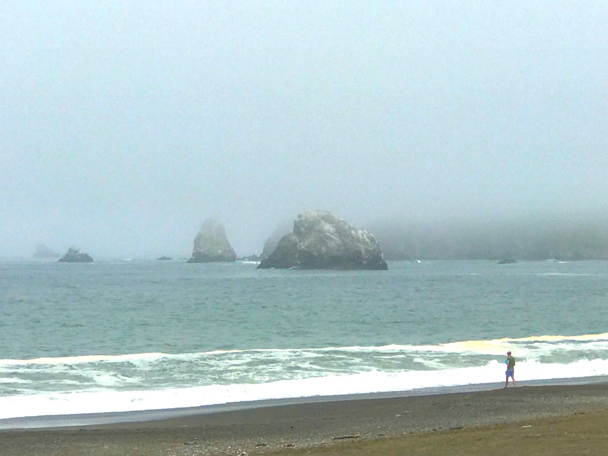 A Pacific Ocean Harbor Seal Sanctuary! Welcome To Goat Rock And The ...