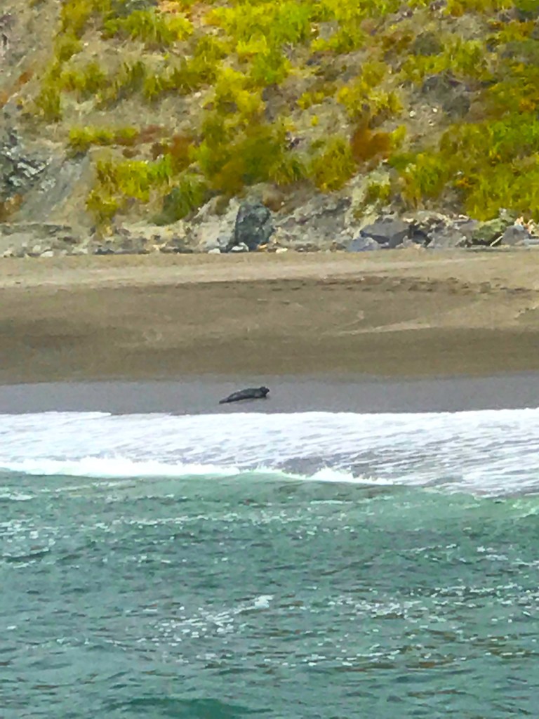 A Pacific Ocean Harbor Seal Sanctuary! Welcome To Goat Rock And The ...