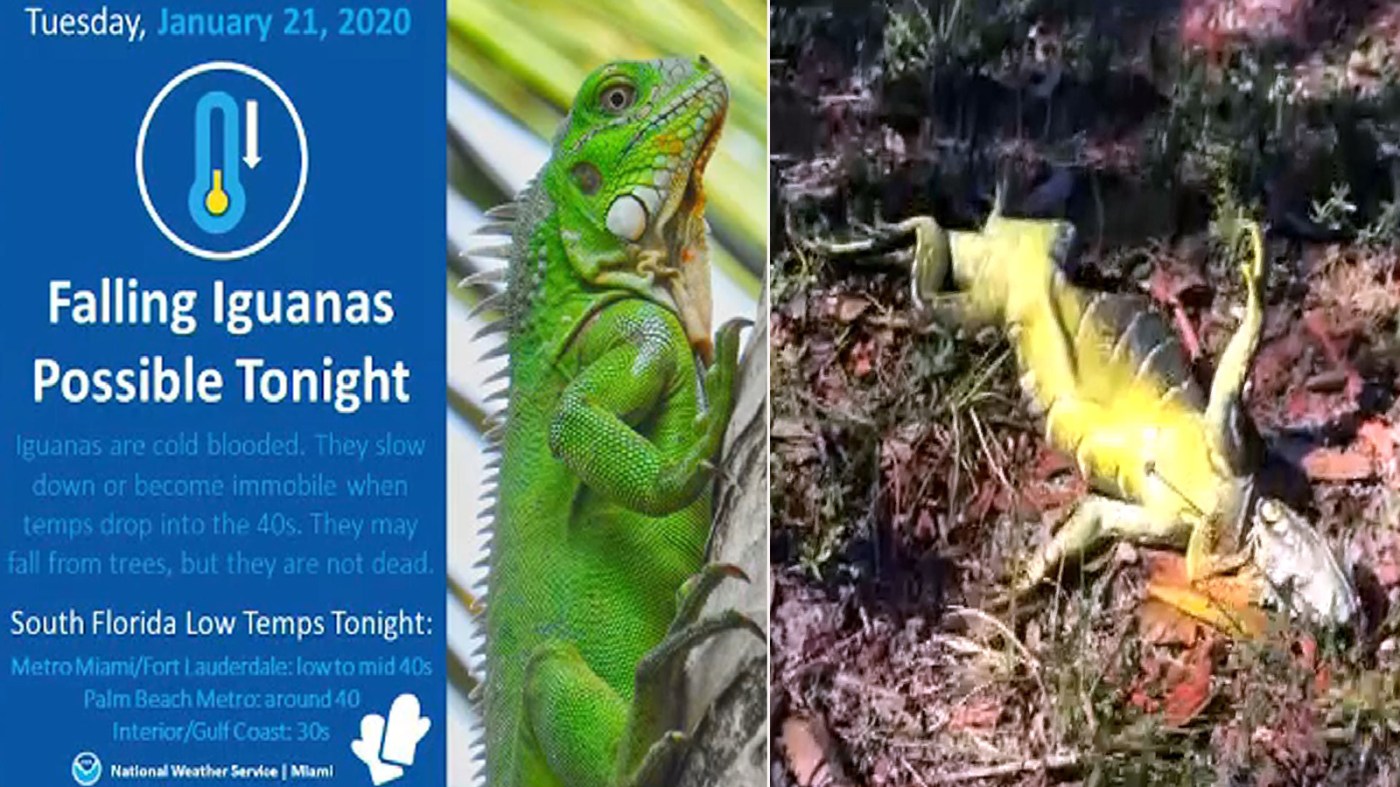 Beware Of Falling Iguanas! “What The Friday!?!??!” Florida’s Cold ...