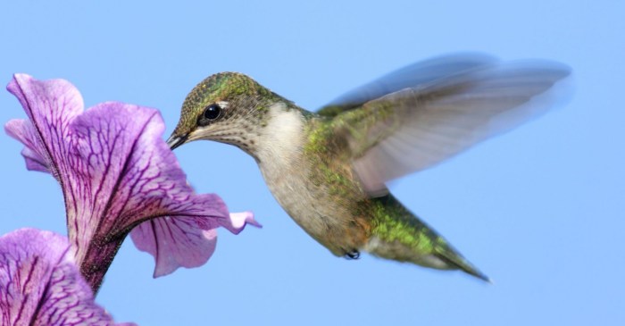 I Love Hummingbirds! Here’s My Hummingbird Courtship Video! Five Things ...