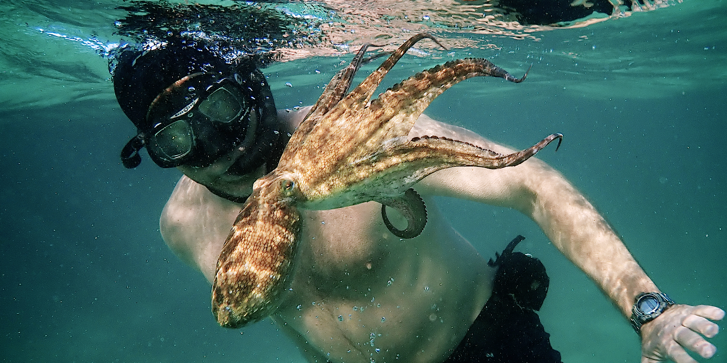 Bravo “My Octopus Teacher!” Academy Award Best Documentary Nominee ...