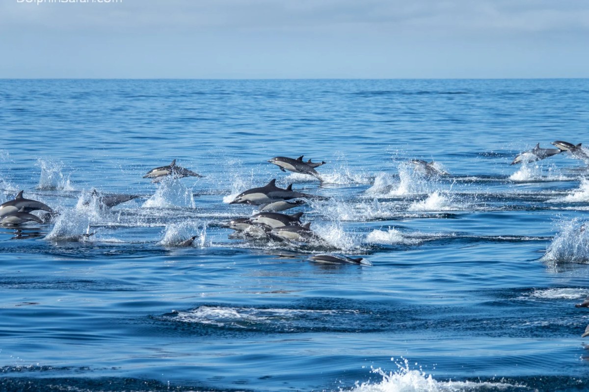 A Dolphin Dance-Off! Here’s Video Of Hundreds Of Leaping Dolphins Off ...