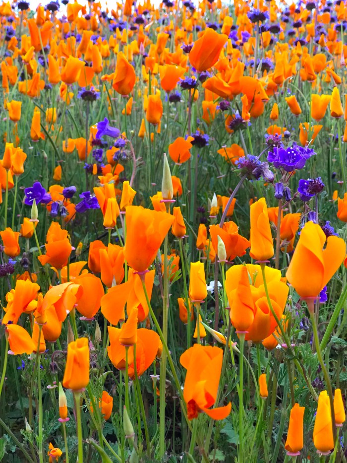 Will There Be A California “Super Bloom” This Year? Here’s The Latest ...
