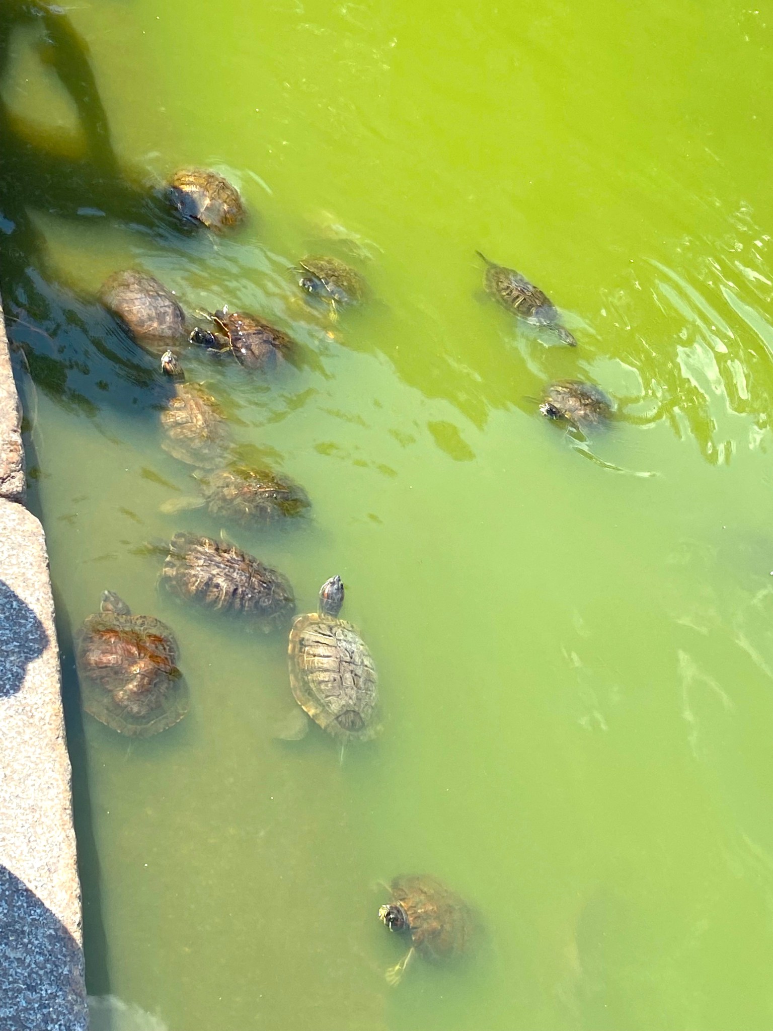 Petting Turtles! Central Park’s Magical Turtle Pond Is “Hands On” And ...