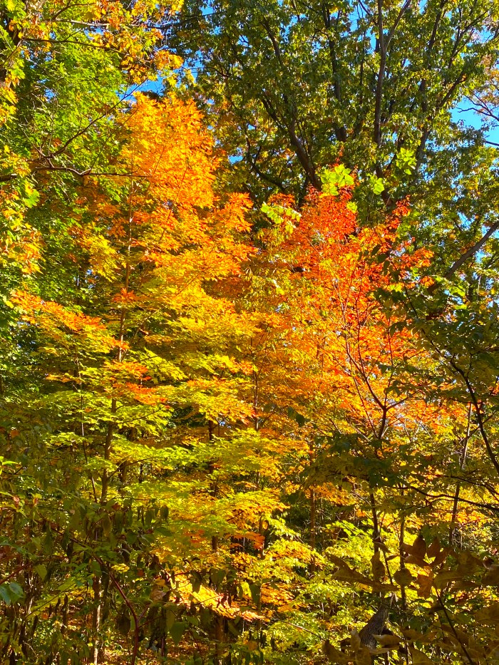 Central Park’s Spectacular Fall Foliage! Nature Shows Off In New York ...